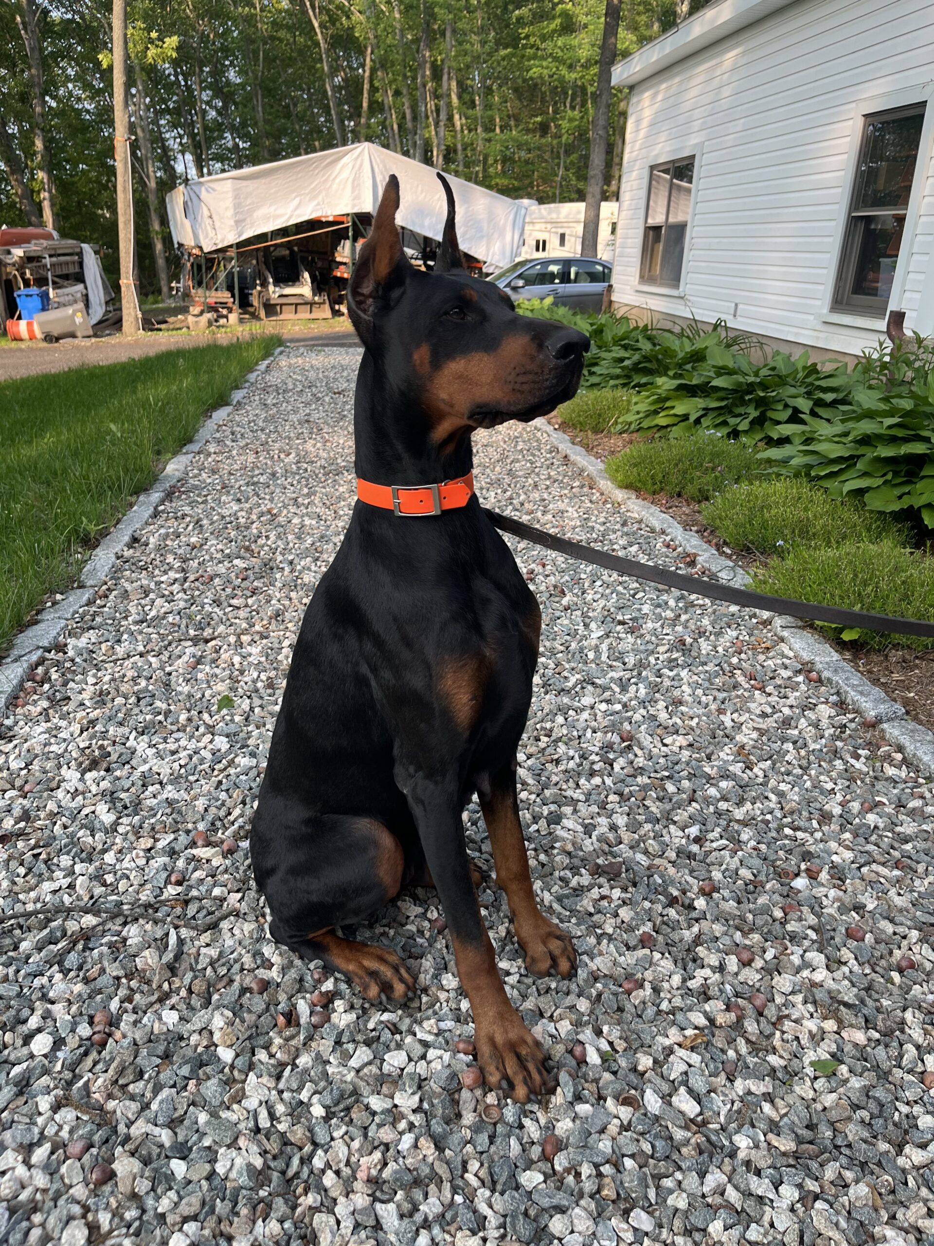 Sires & Dams – Exquisite Dobermans